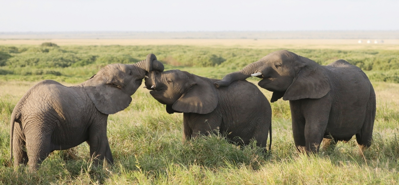 Evaluation Management And Enforcement Of Protected Area Fokabs